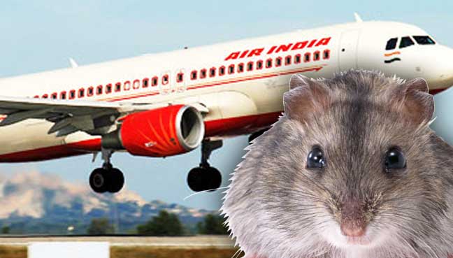 ‘Rat on a plane’ forces Air India flight to turn back | FMT
