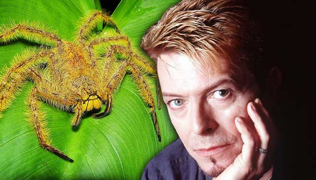 Rare yellow-hued M’sian spider named after David Bowie | FMT