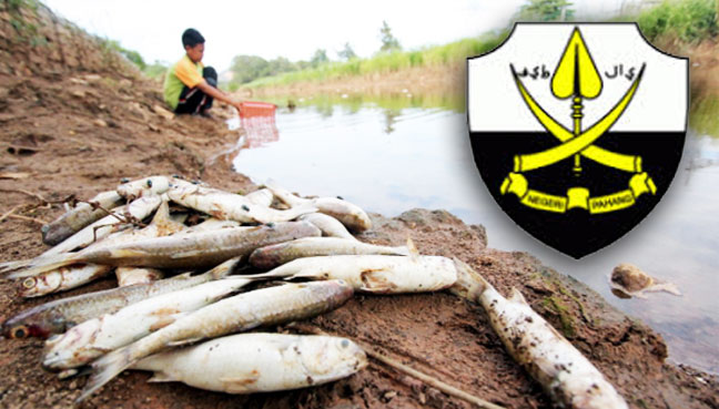 Hundreds of dead mullets wash up along Pahang rivers | FMT