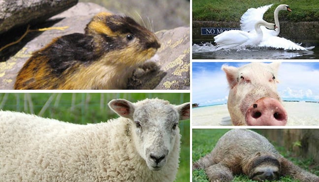 We’ve been myth-staken: 5 animal myths BUSTED | FMT