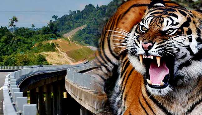 Tiger hit by car while crossing the highway | Free Malaysia Today (FMT)