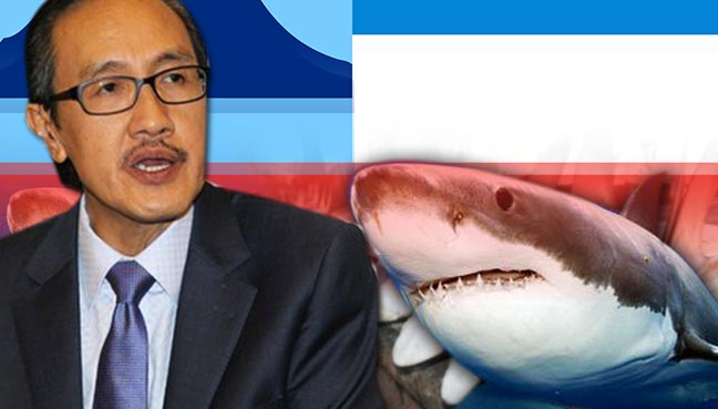 Sabah shark hunting law may be ineffective | FMT