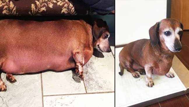Morbidly plump wiener dog loses weight and ‘Fat Vincent’ name | FMT