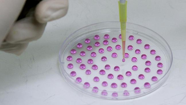 Major breakthrough in lab-grown human embryos | Free Malaysia Today (FMT)