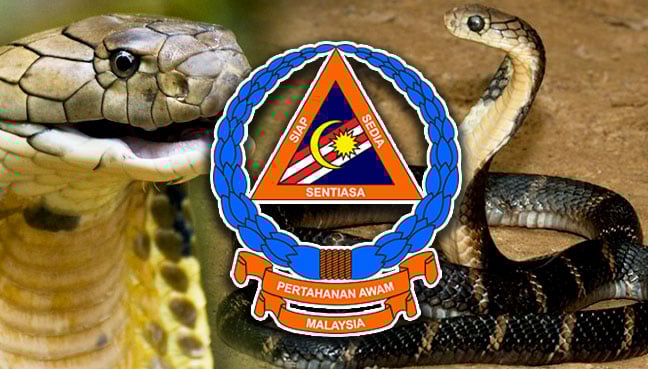 Ular cari tempat sejuk akibat El Nino | Free Malaysia Today (FMT)