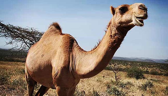 Unta gigit leher tuan hingga mati | FMT