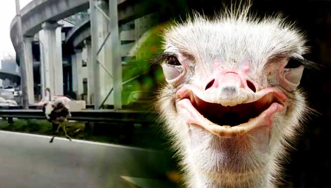 Chickaboo should have been transported properly | FMT