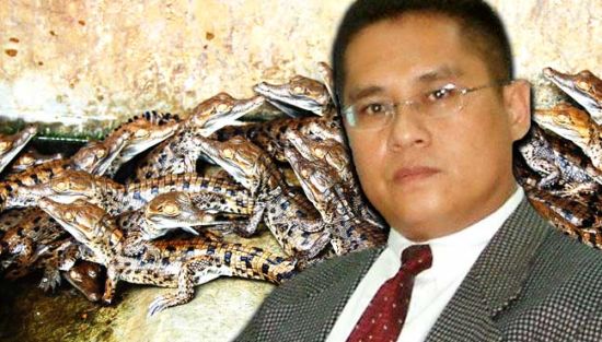 ‘Control crocodile culling during breeding months’ | Free Malaysia ...
