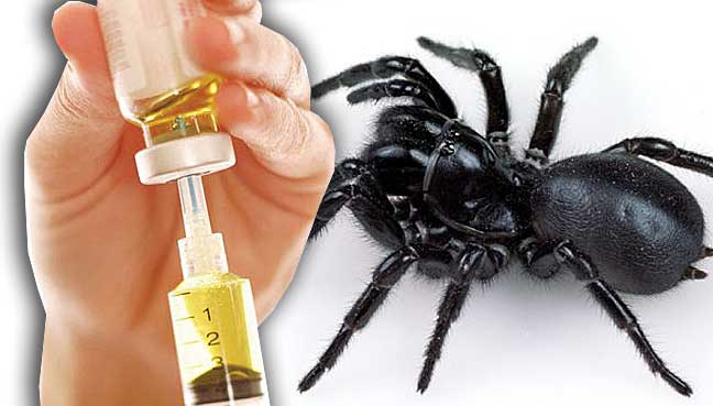 ‘Record’ anti-venom dose saves boy from deadly Australian spider | FMT