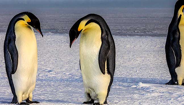 Happy Feet meets T-Rex: Penguins in the age of dinos | FMT