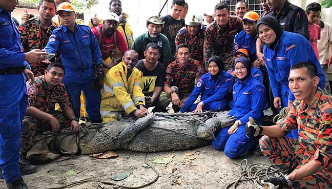 3m-long crocodile sends chills up and down Juru river | FMT