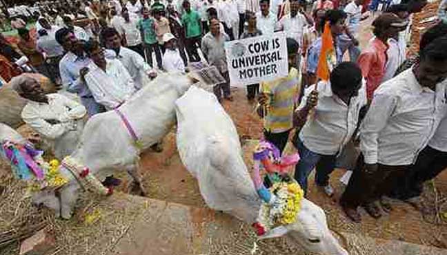 Outrage as calf killed in protest over India slaughter ban | Free ...