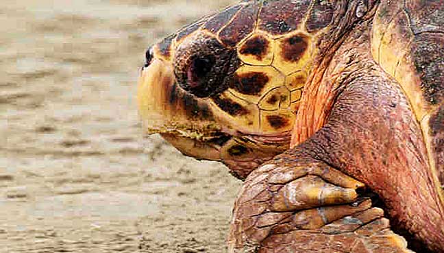 Report: China demand sees rampant turtle killing in Sabah | FMT