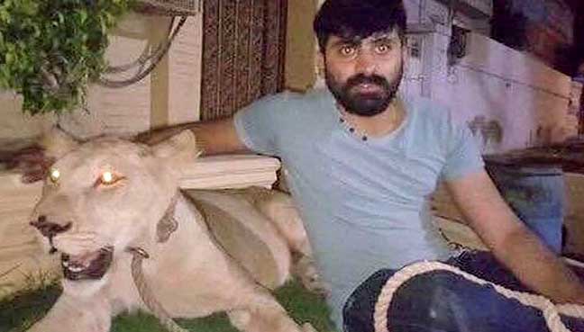 Pakistan arrests man for driving pet lion through Karachi streets | FMT