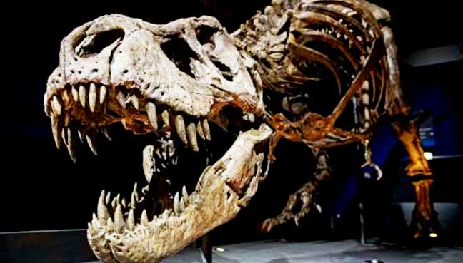 T. rex was not feathery, study says | Free Malaysia Today (FMT)