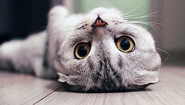 Dakwa pecinta kucing tapi ‘matikan’ haiwan itu | FMT