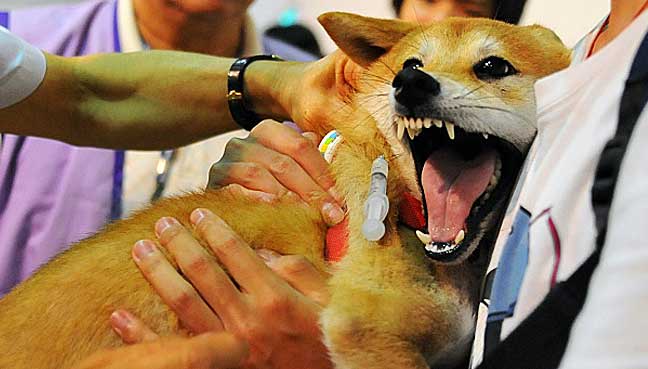 Latest rabies case confirmed in Kuching | Free Malaysia Today (FMT)