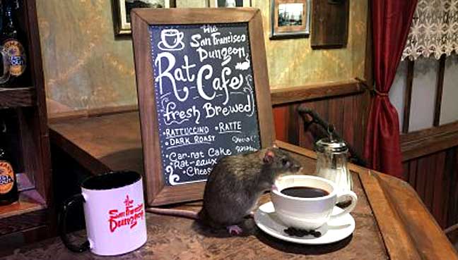 I’ll have a rat with that: San Francisco’s new rodent cafe | Free ...
