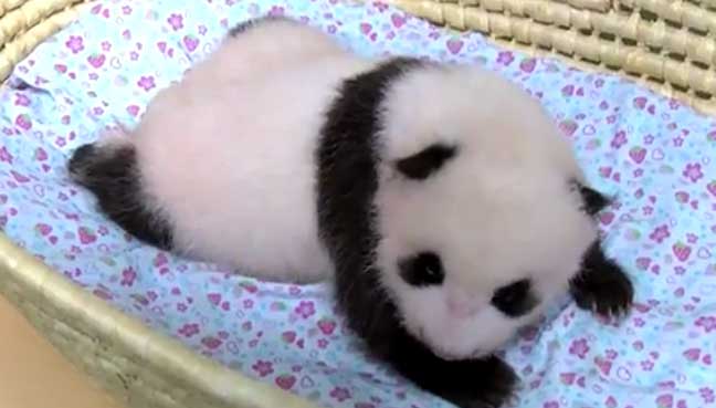 Tokyo zoo releases video of ‘fluffy’ baby panda | FMT