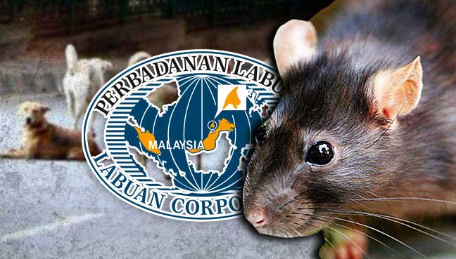 RM30 for catching a stray dog, RM5 for a rat in Labuan | FMT