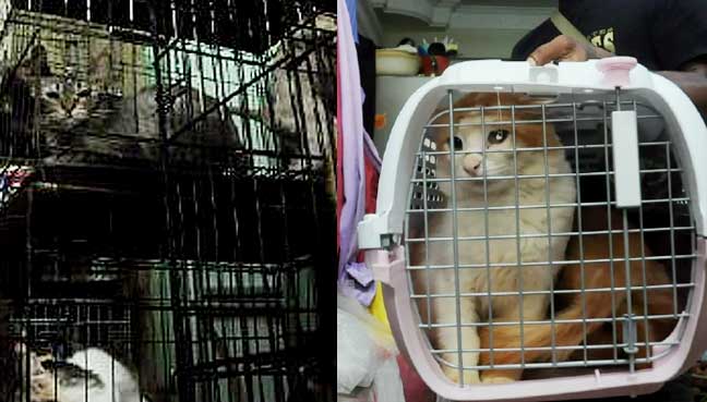 46 cats rescued from cages in Sentul apartment | Free Malaysia Today (FMT)