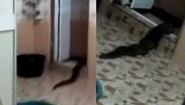 ‘Giant leech’ that crawled out of toilet identified as a snake | FMT