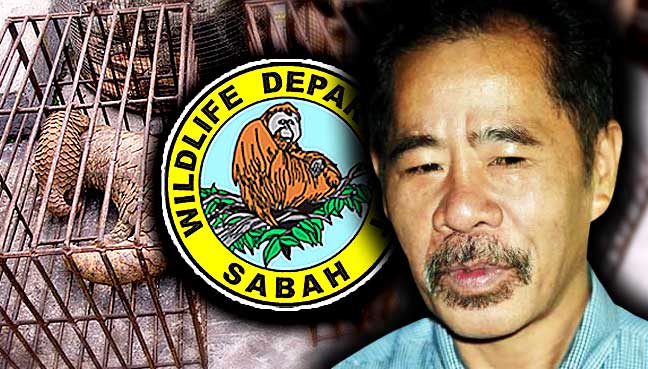 Wildlife Dept: Sabah won’t be major transit point for illegal wildlife ...