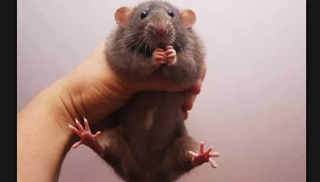 UK student discovers 145 million-year-old ‘rat’ teeth | Free Malaysia ...