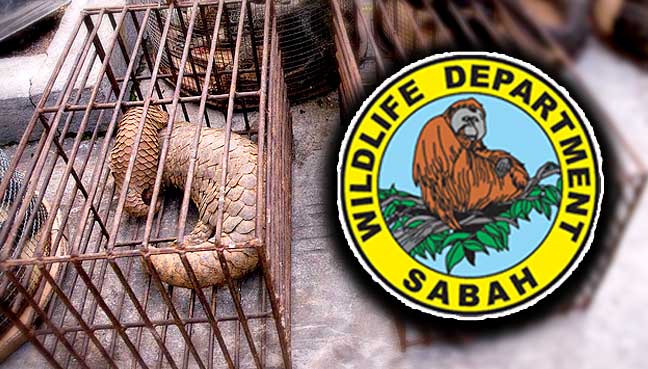 Duo peddling live pangolin on social media arrested | FMT