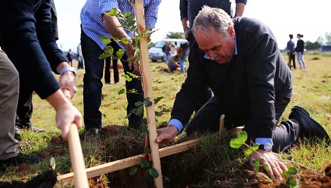 Thousands of carob trees planted as Cyprus revives “black gold” | Free ...