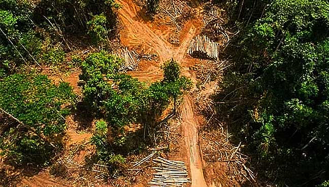 Lush paradise of Merapoh devastated by logging, mining | Free Malaysia ...