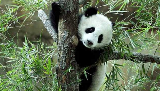 Akhirnya Nuan Nuan dihantar pulang ke China | Free Malaysia Today (FMT)