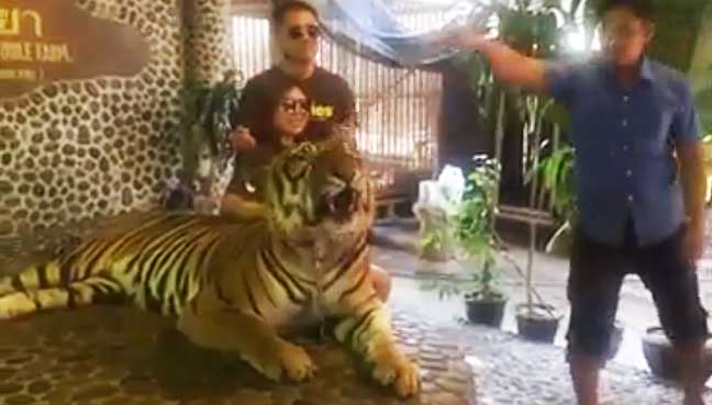 Thai zoo under fire after poked tiger video goes viral | FMT