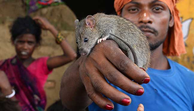 The ‘Rat Eaters’ of Bihar: India’s poorest people? | FMT