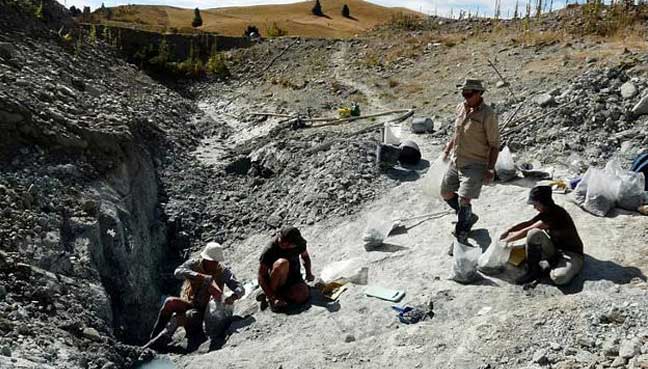 Extinct giant burrowing bat fossil found in New Zealand | FMT