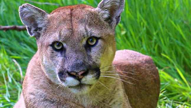 Eastern cougar declared extinct 80 years after last sighting | Free ...