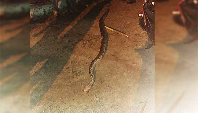 Villager killed by python he wanted to sell | Free Malaysia Today (FMT)