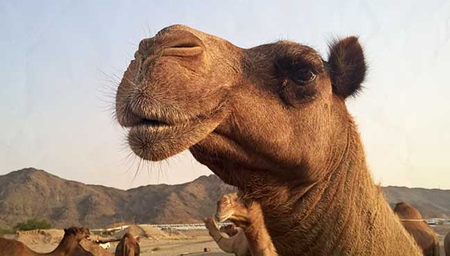Jemaah Malaysia diseru jangan amalkan minum air kencing unta | FMT