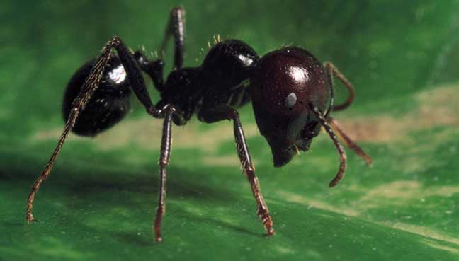 Ants as drug manufacturers for humans? | FMT