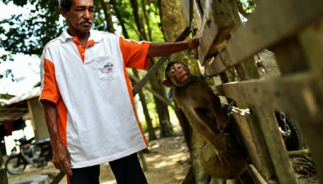 Serious monkey business at Kelantan school for macaques | FMT