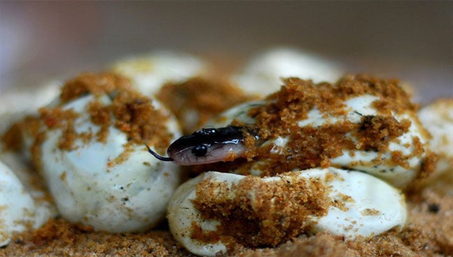 Indian child dies from mother’s ‘snake bite’ breast milk | FMT