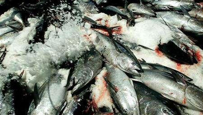 Oily fish still a good habit for heart health, US doctors say | FMT