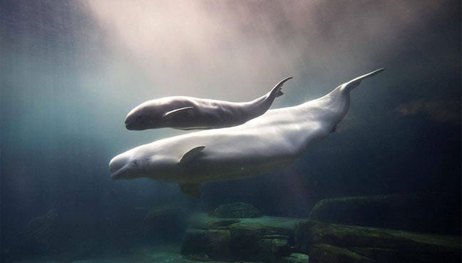 First beluga whale sanctuary in Iceland to welcome new arrivals next ...
