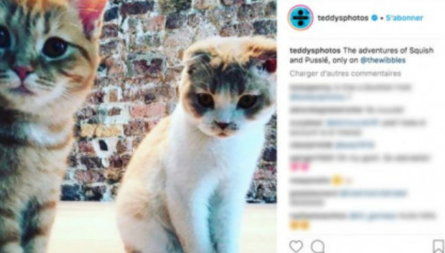 Ed Sheeran’s cats take to Instagram | FMT