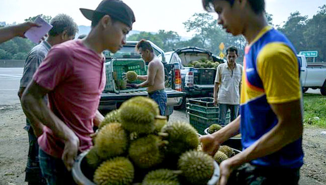 Durian dash in Malaysia as bumper crop sends prices tumbling | FMT