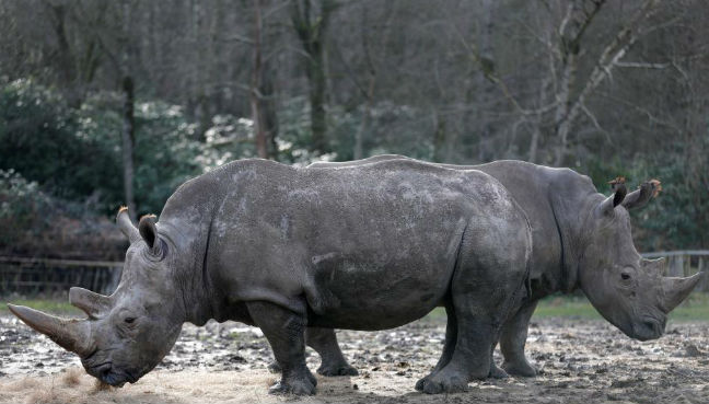 Scientists create embryos, hope to save near-extinct rhino | FMT