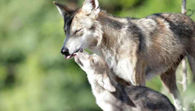 Eight wolf cubs the star attraction at Mexico City zoo | Free Malaysia ...
