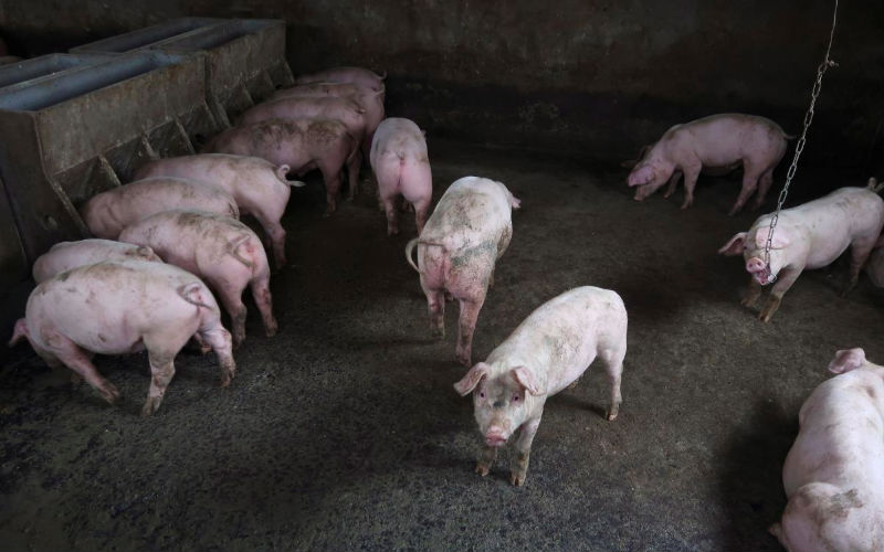 Outbreak of African swine fever in 7 Melaka pig farms | FMT