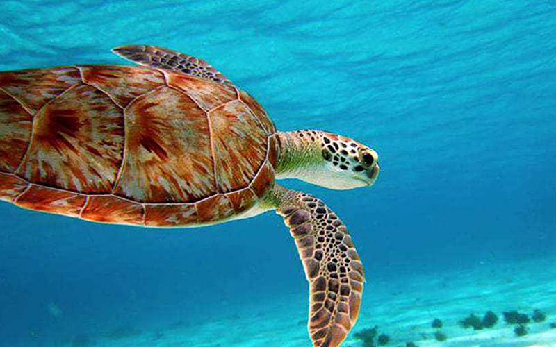 Pantai Chagar Hutang ‘syurga’ penyu bertelur | FMT