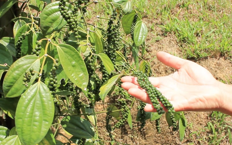 Pepper: Sarawak’s king of spices | FMT